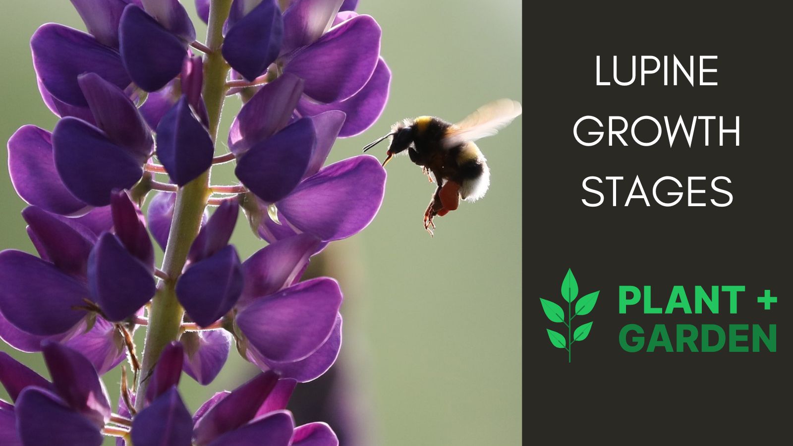 Lupine Growth Stages Guide